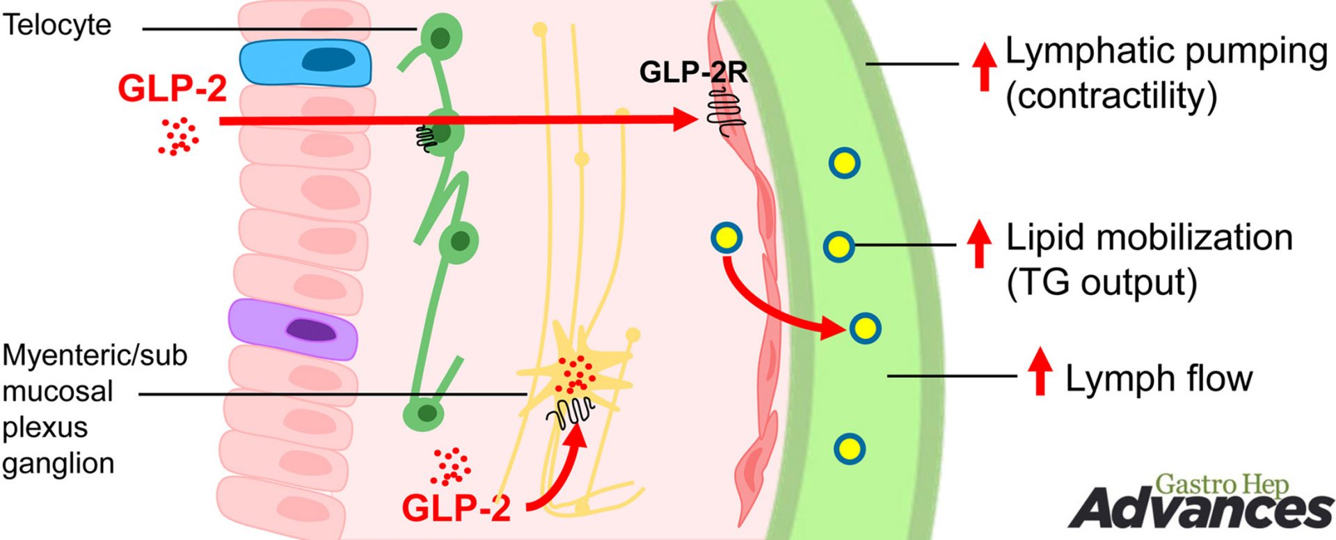 New Publication in Gastro Hep Advances (June 2024) – DaCosta Lab
